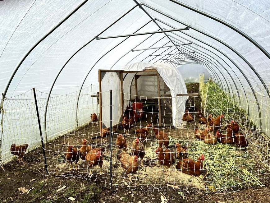 Using A High Tunnel Greenhouse for a Chicken Coop – Grizzly Shelter Ltd.