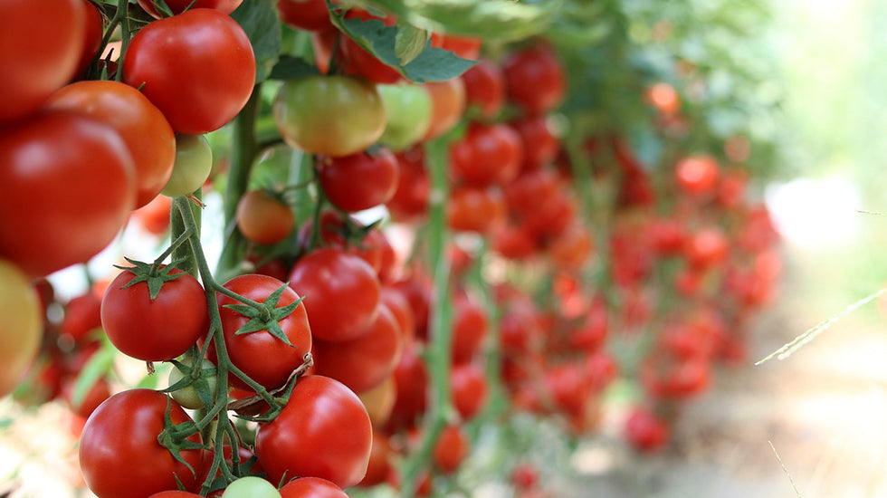 What vegetables and plants do best in Canadian greenhouses? – Grizzly ...